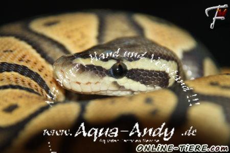 Verkaufe Königspython Python regius verschiedene Varianten 97332 Volkach Reptilien zu verkaufen ...