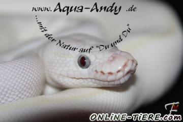 Verkaufe Königspython Python regius verschiedene Varianten 97332 Volkach Reptilien zu verkaufen ...